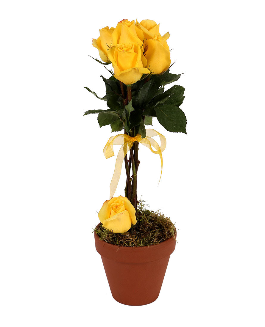 My Sunshine – Forest Lawn Flower Shop